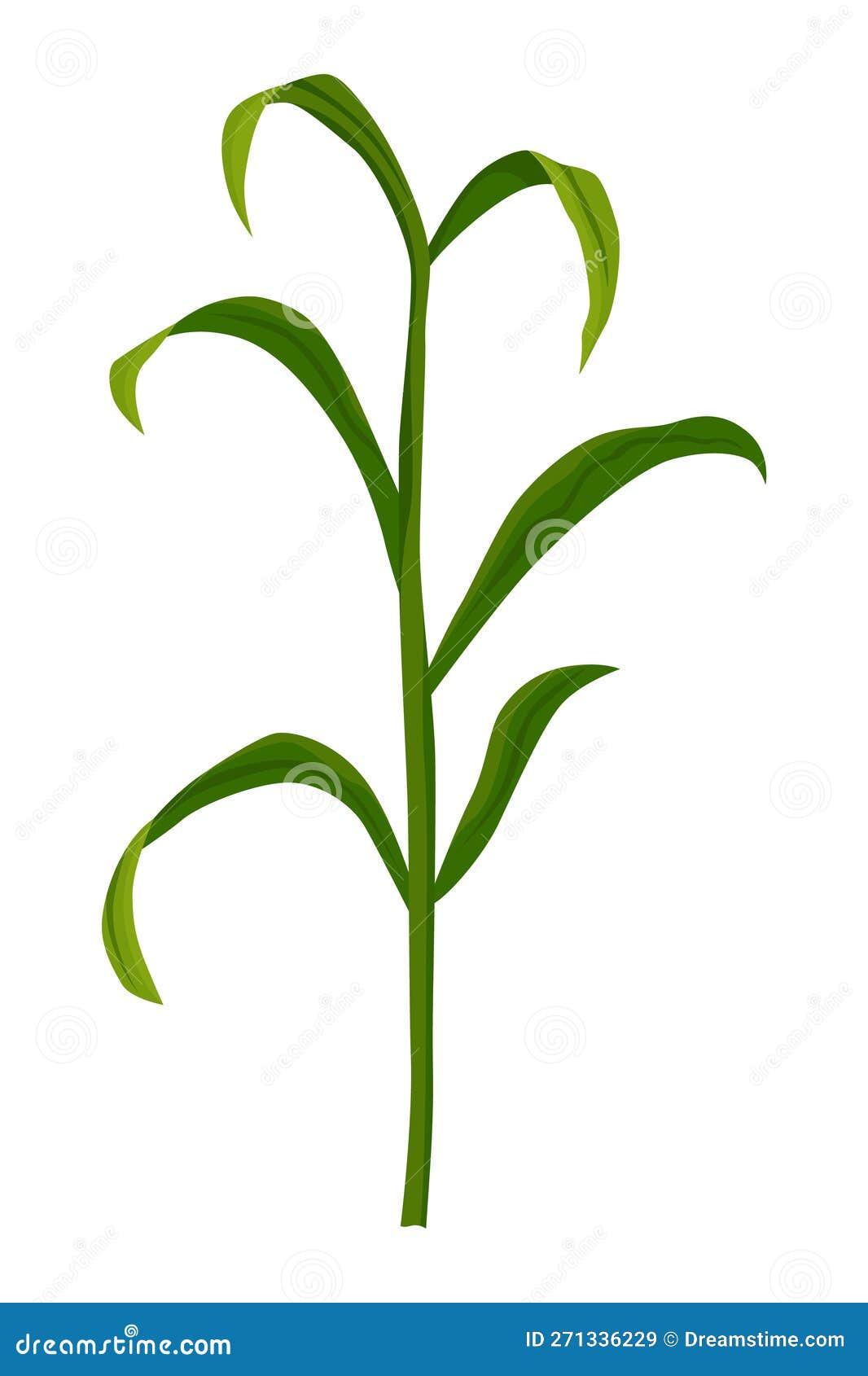Corn Growing Stage. Maize Growth Plant Isolated on White Background ...