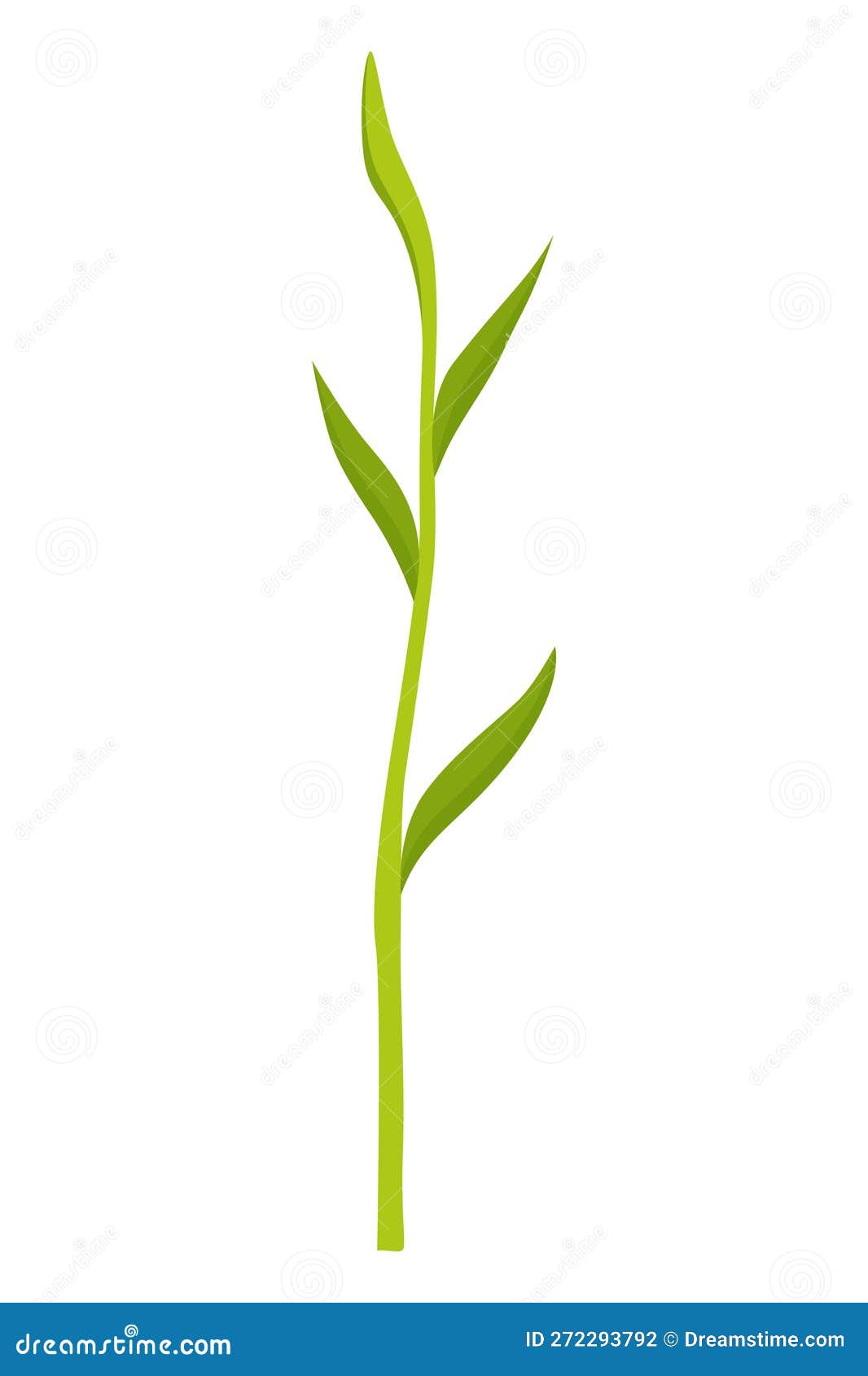 Corn Growing Stage. Maize Growth Plant Isolated On White Background ...