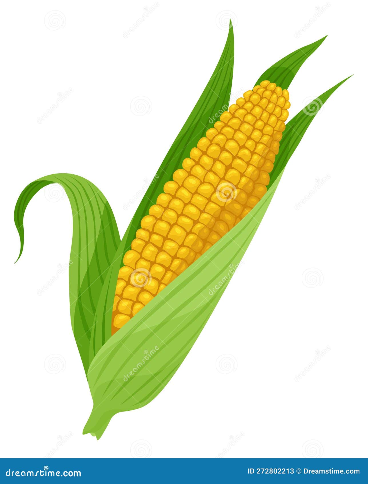 Corn Growing Stage. Maize Growth Plant Isolated On White Background ...