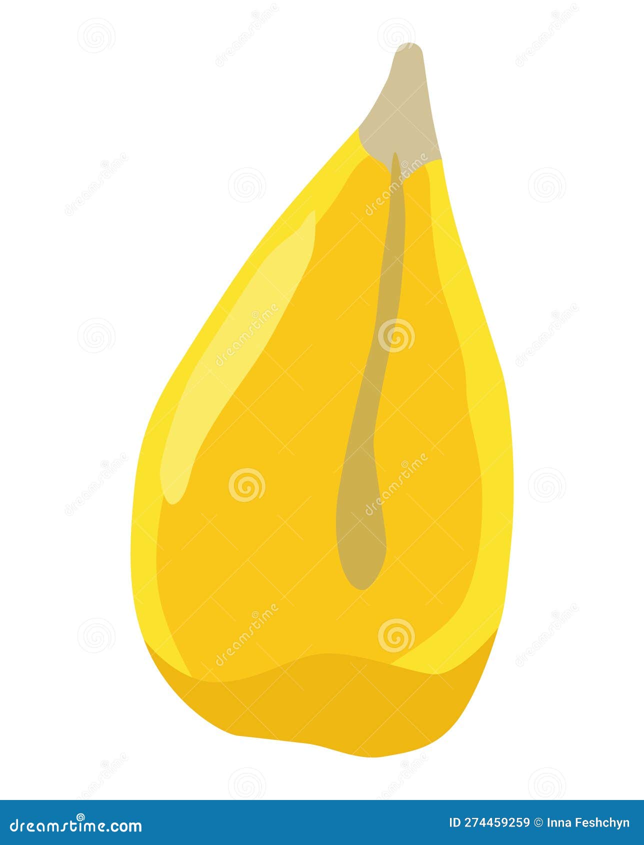 Corn Growing Stage. Maize Growth Plant Isolated On White Background ...