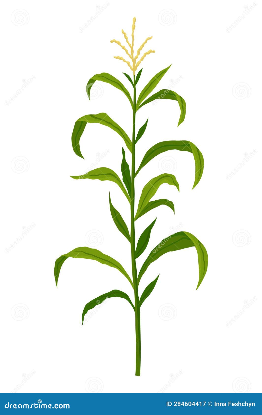 Corn Growing Stage. Maize Growth Plant Isolated On White Background ...