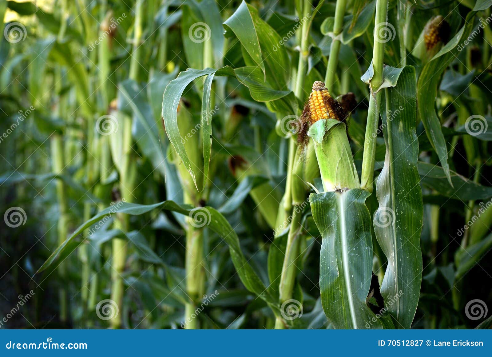 Corn Growing Stalks Cob Kernels Ready for Harvest Stock Image - Image ...