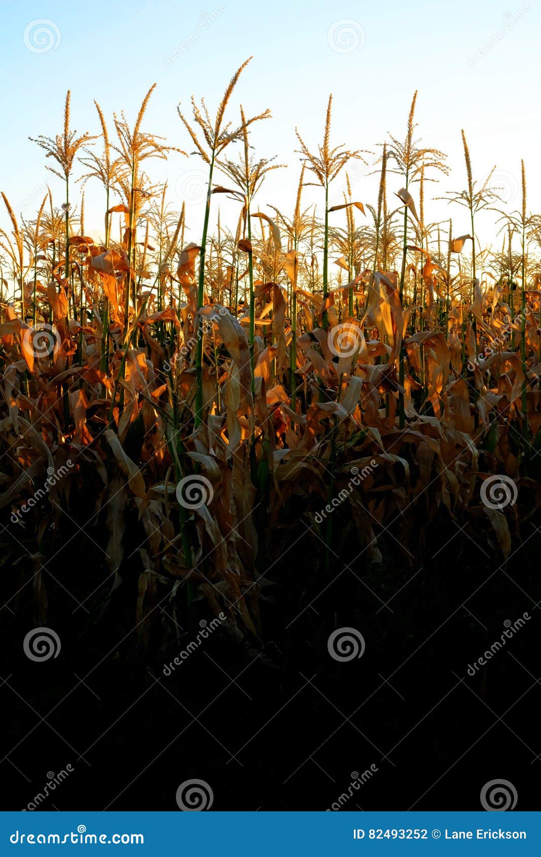 Corn Growing Stalks Cob Kernels Ready for Harvest Stock Photo - Image ...