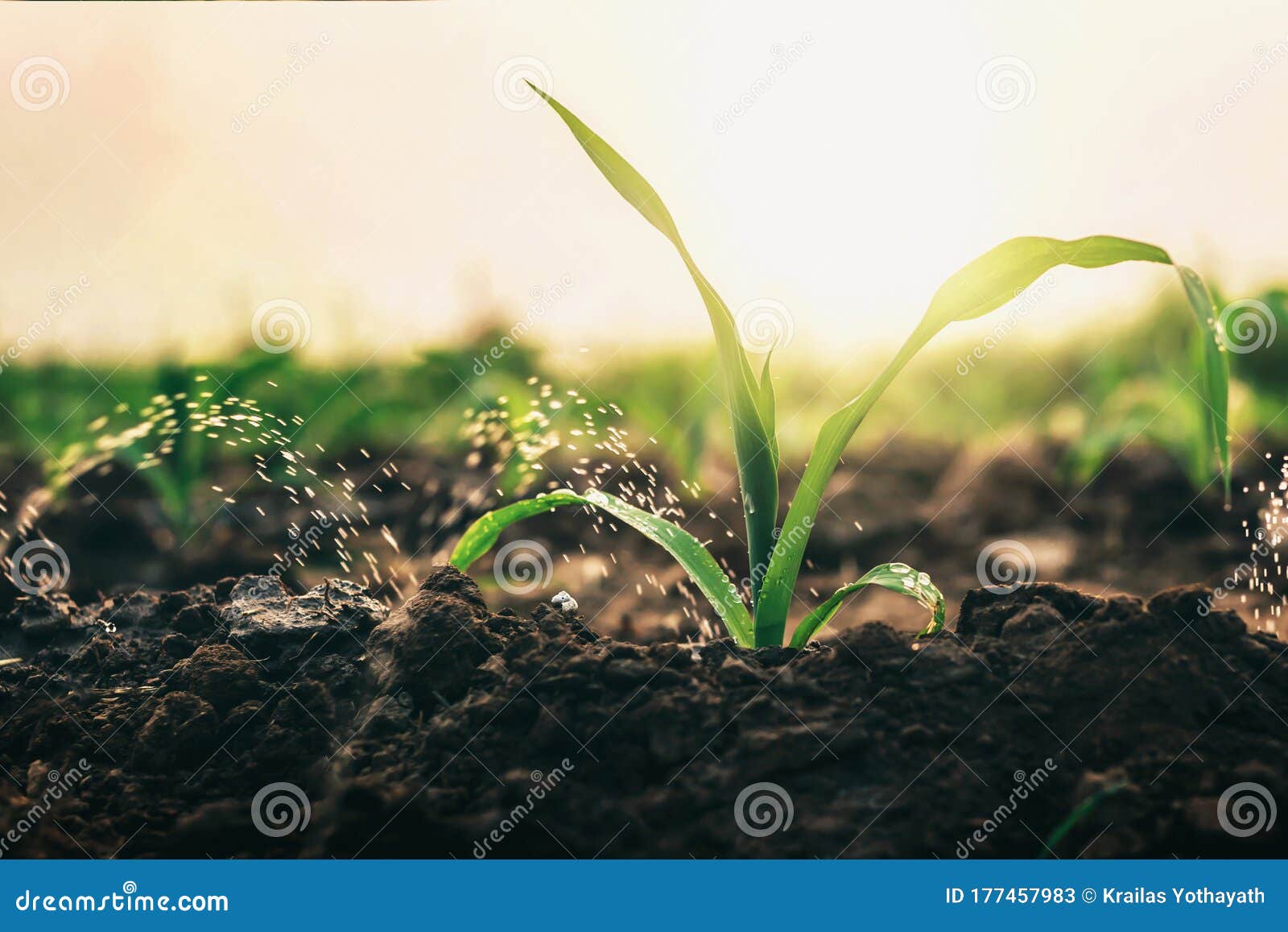 Corn Grown on Farmer S Farms is Growing. There is a Mild Sunlight in ...
