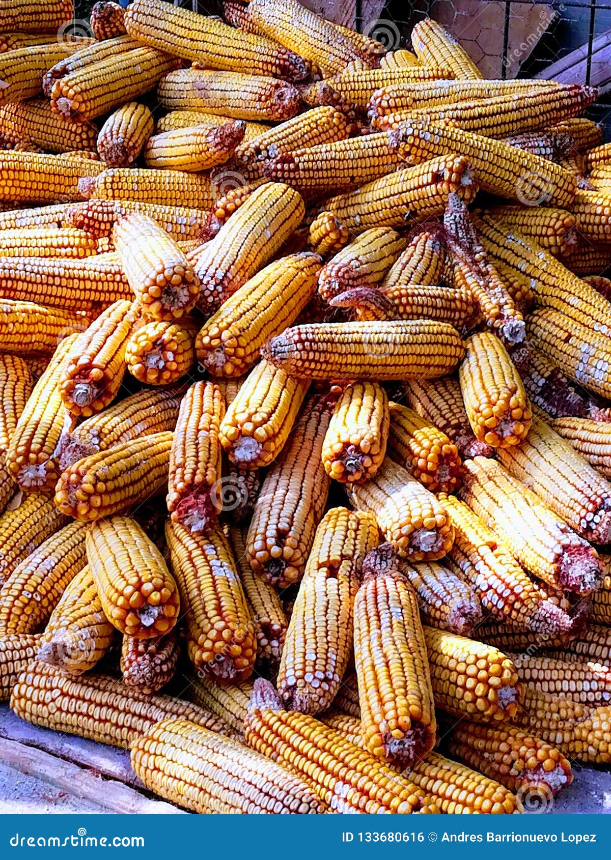 Corn stacked stock photo. Image of garden, deposit, grown - 133680616