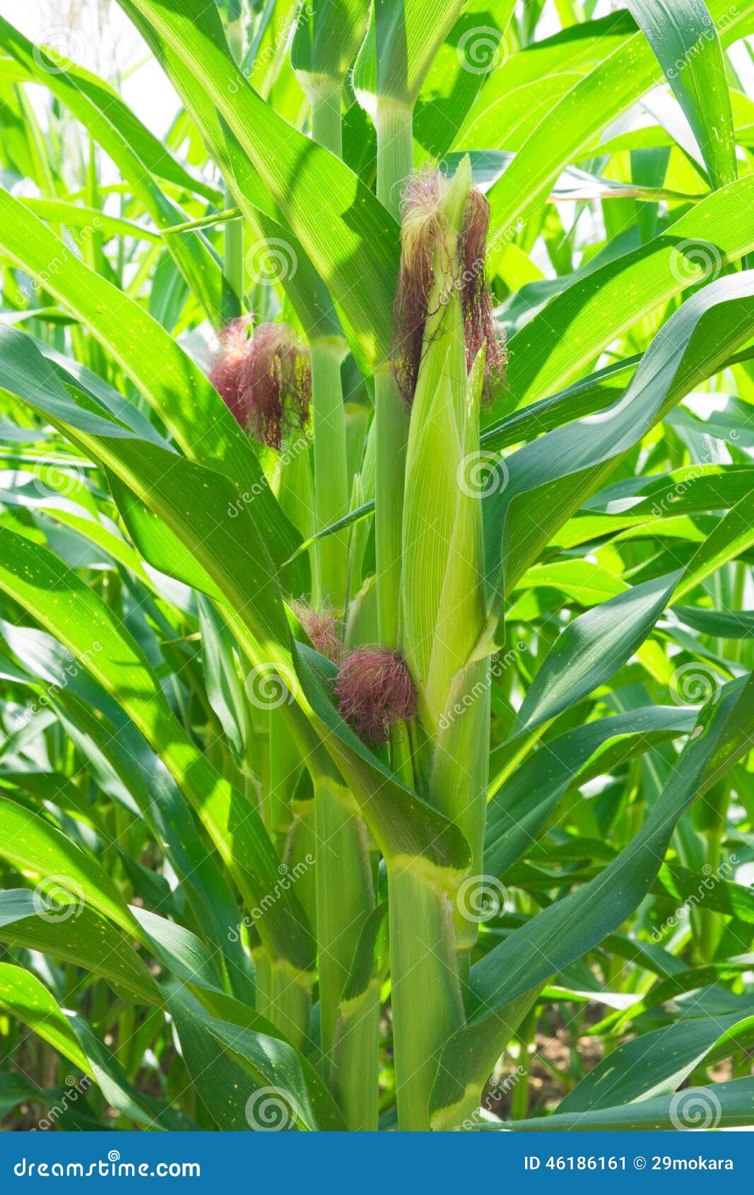 Corn is Grown, Harvest Season Stock Image - Image of plant, growth ...