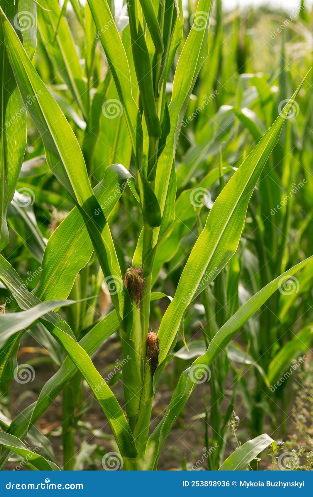Corn Grows in the Garden. Agriculture, Agronomy, Industry Stock Photo ...