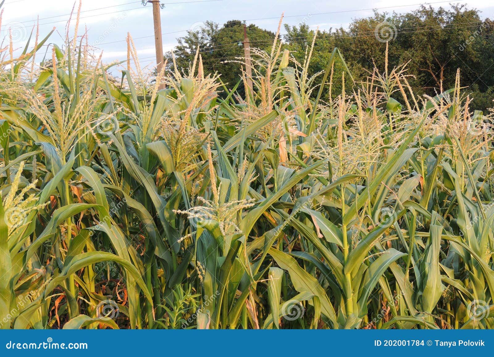 Corn grows in the garden stock photo. Image of natural - 202001784