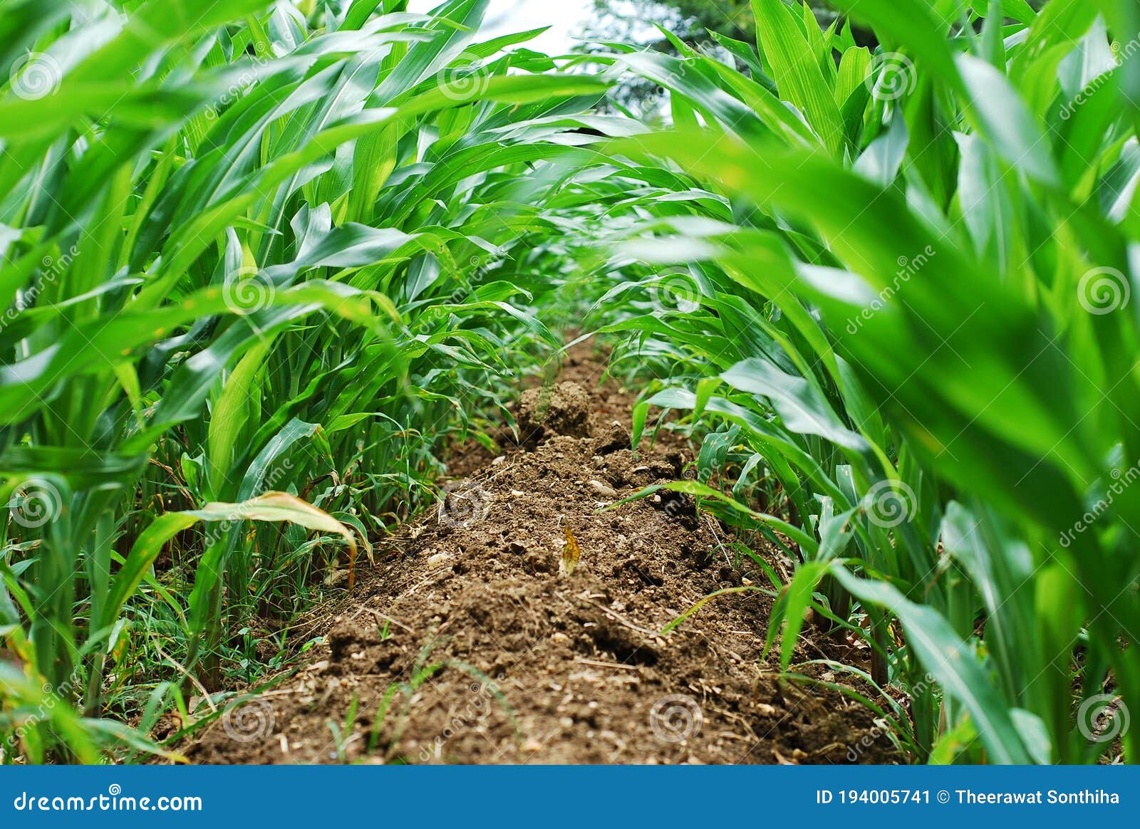 Corn in the test plot. stock image. Image of leaf, fresh - 194005741