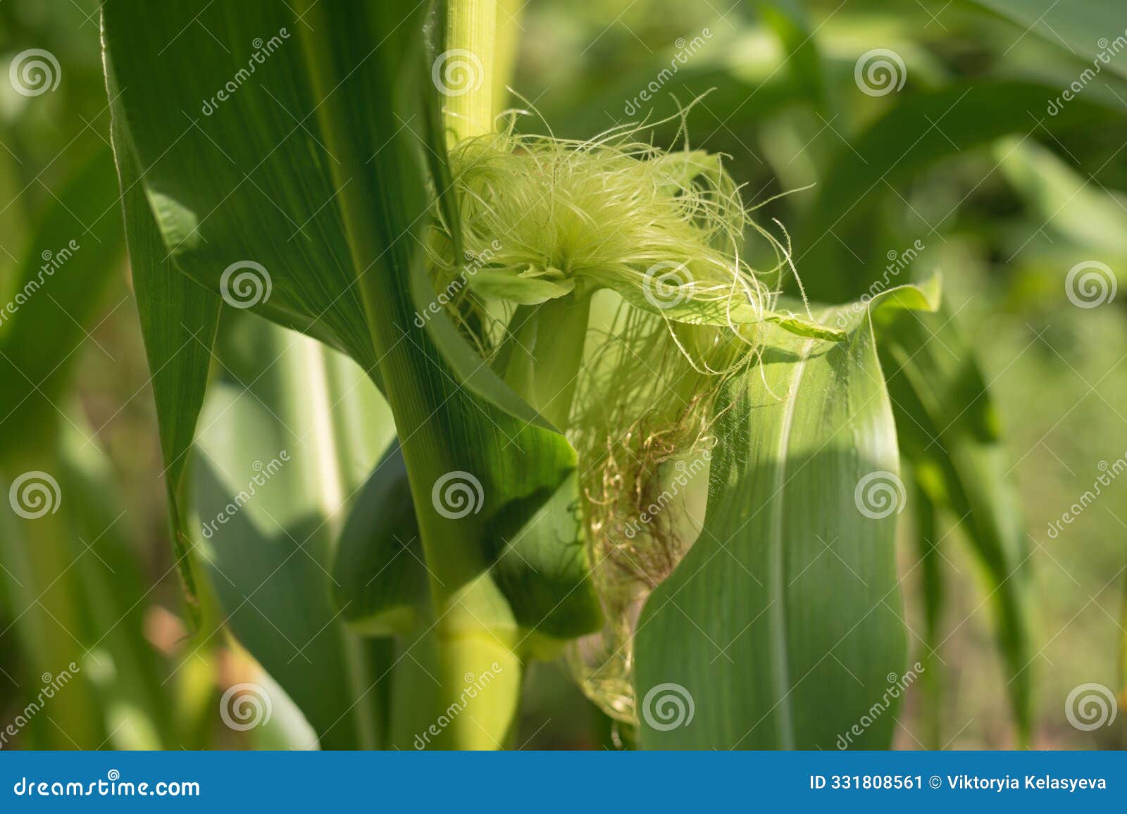 Corn Hairs with Pink Tips on Tree Stock Image - Image of cropplant ...