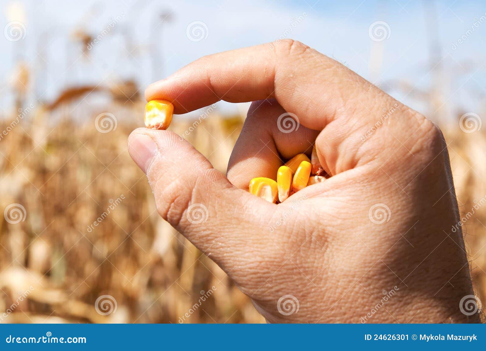 Corn in hand stock image. Image of culture, barley, corn - 24626301