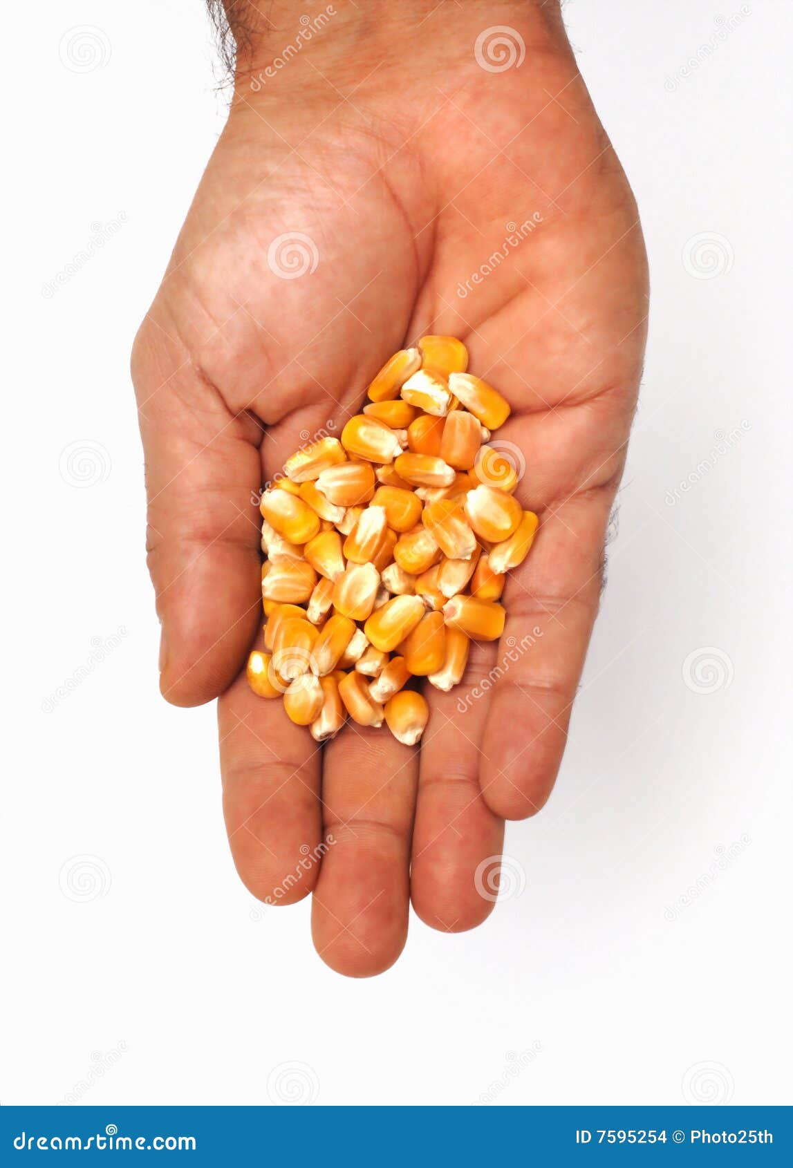 Corn on hand stock photo. Image of product, agriculture - 7595254