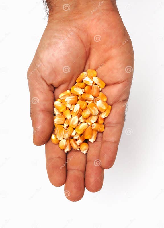 Corn on hand stock photo. Image of product, agriculture - 7595254