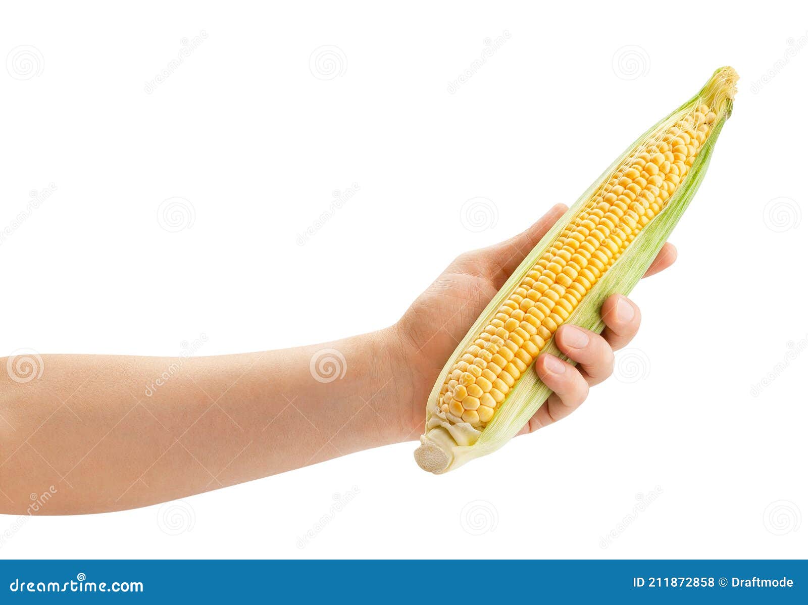 Corn in hand stock photo. Image of corn, nutrition, green - 211872858