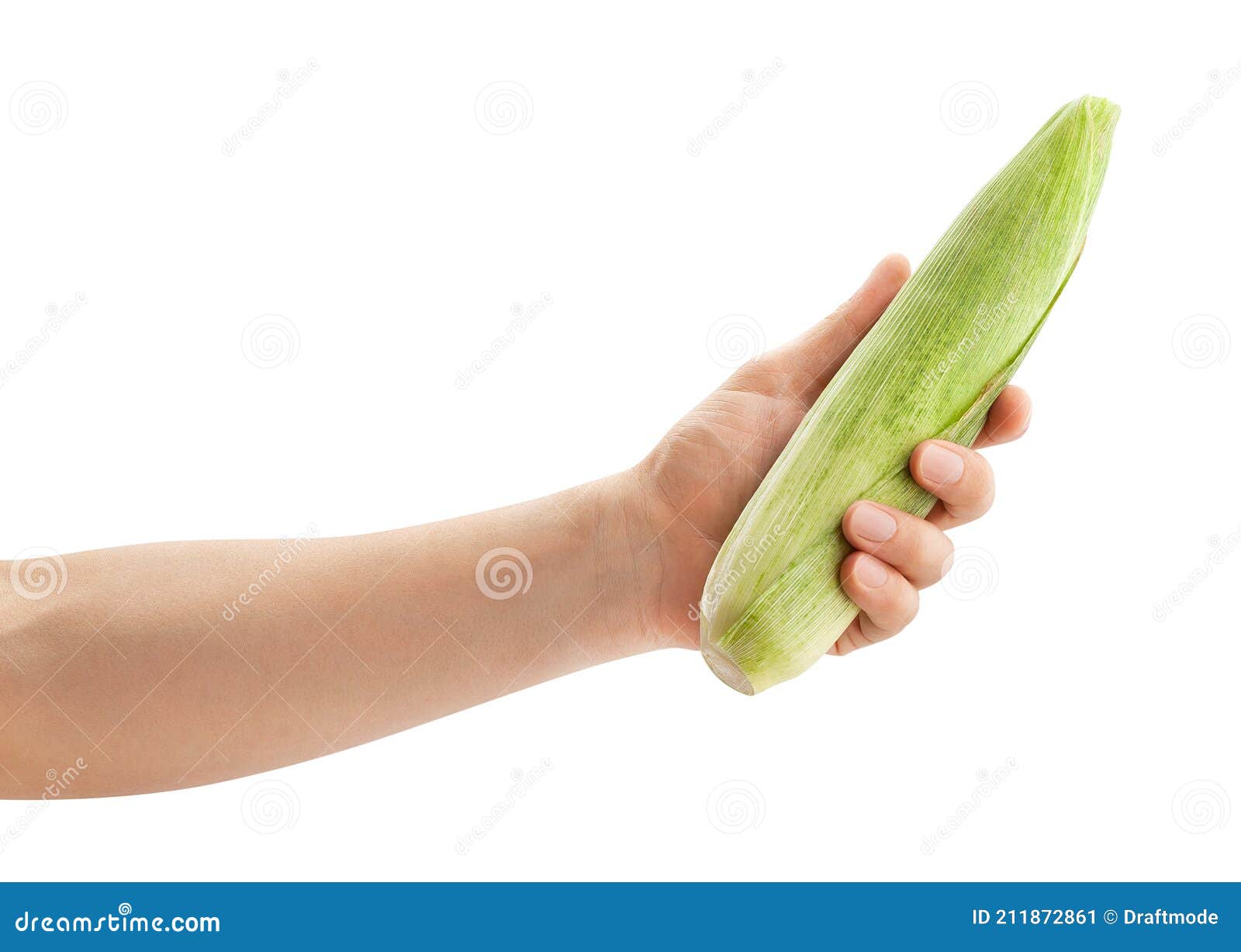 Corn in hand stock image. Image of fresh, produce, clipping - 211872861