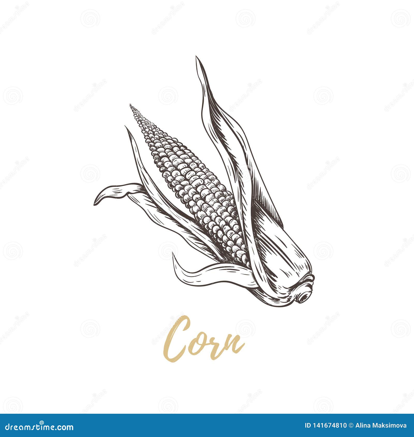 Corn Hand Drawing Vector Art. Stock Vector - Illustration of leaf ...