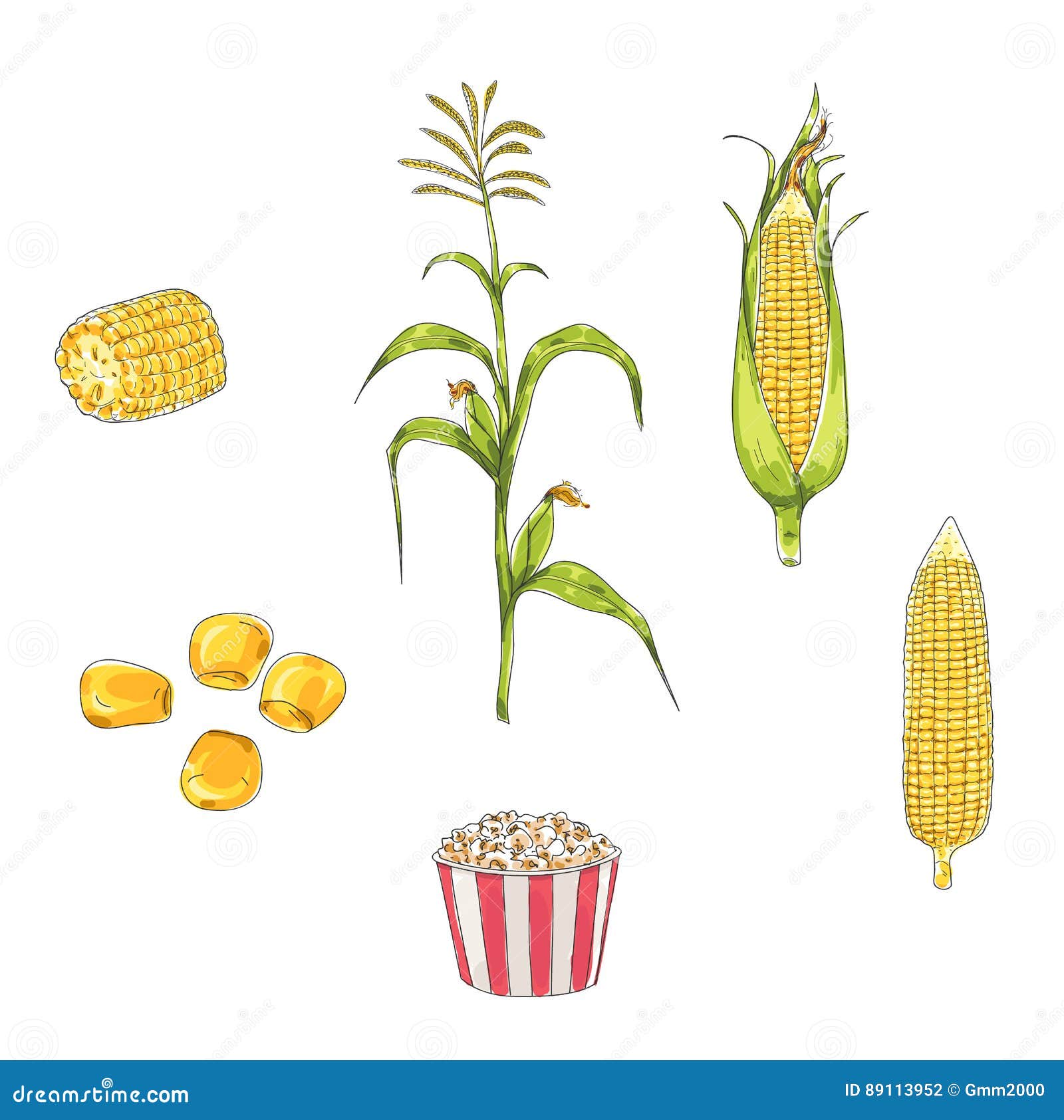 Corn Hand Drawing Vintage Engraving Illustration Cartoon Vector ...