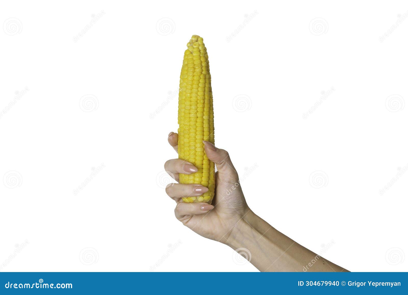 Corn in Hand Path Isolated on White Stock Photo - Image of vegetarian ...