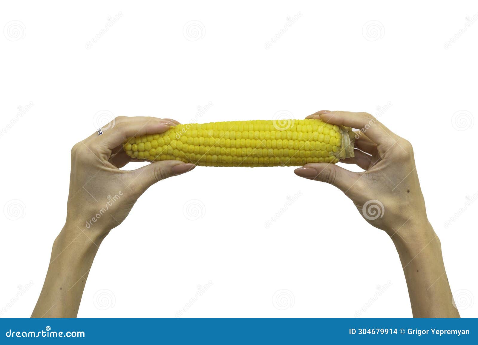 Corn in Hand Path Isolated on White Stock Photo - Image of ripe ...