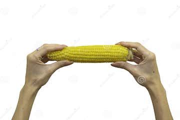 Corn in Hand Path Isolated on White Stock Photo - Image of ripe ...