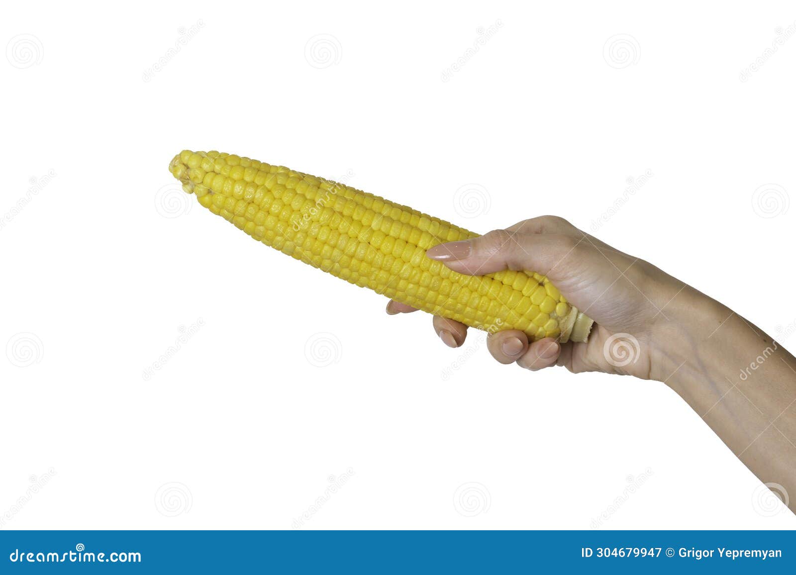 Corn in Hand Path Isolated on White Stock Image - Image of food, yellow ...