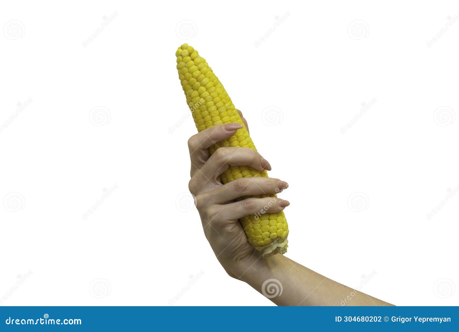 Corn in Hand Path Isolated on White Stock Photo - Image of fresh, ripe ...