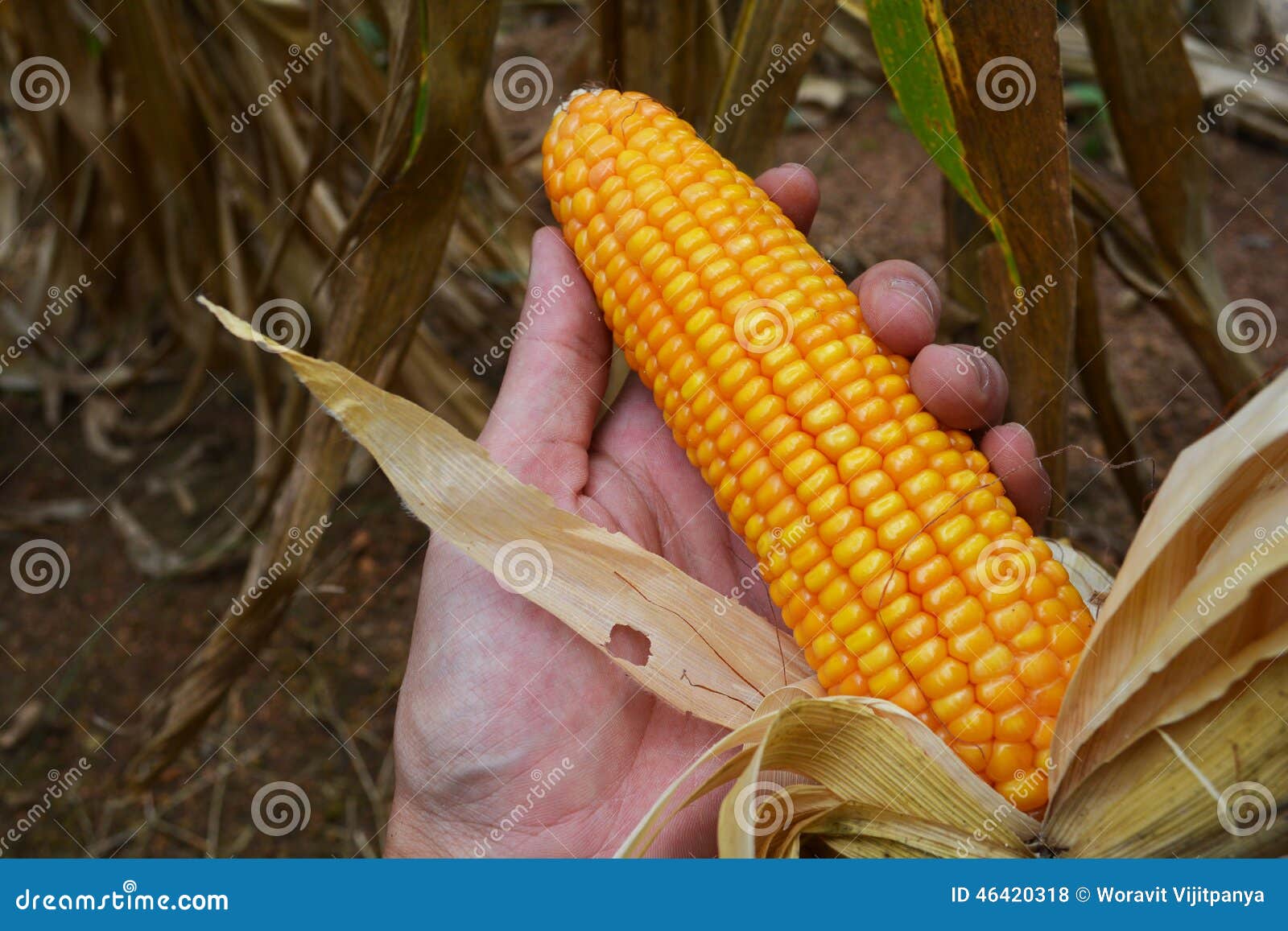 Corn in hand stock photo. Image of farming, agriculture - 46420318