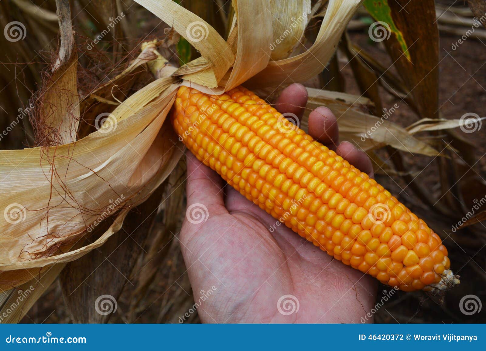 Corn in hand stock photo. Image of agricultural, fresh - 46420372
