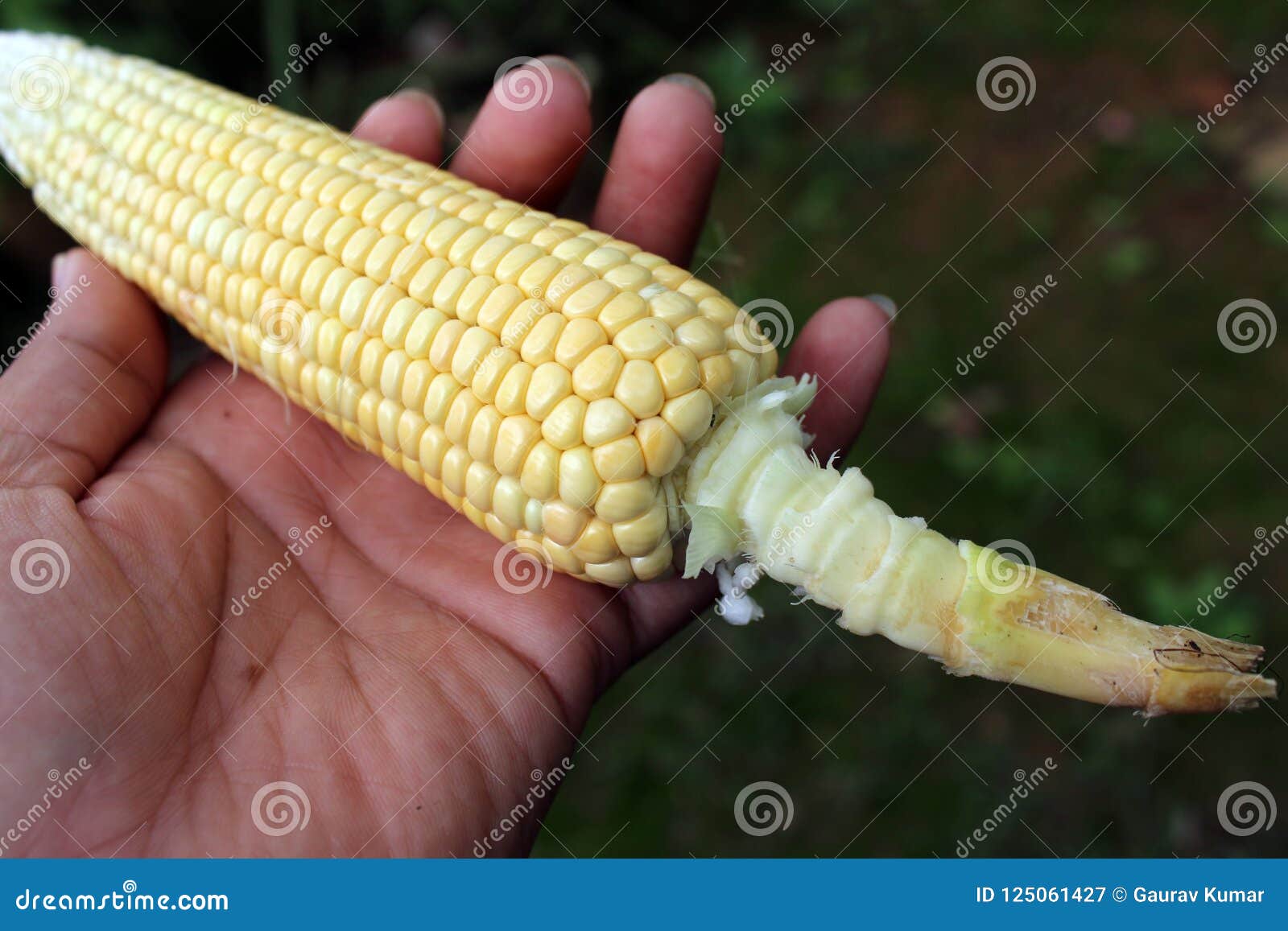 Corn in Hand with it`s Handle Stock Image - Image of corns, unriped ...