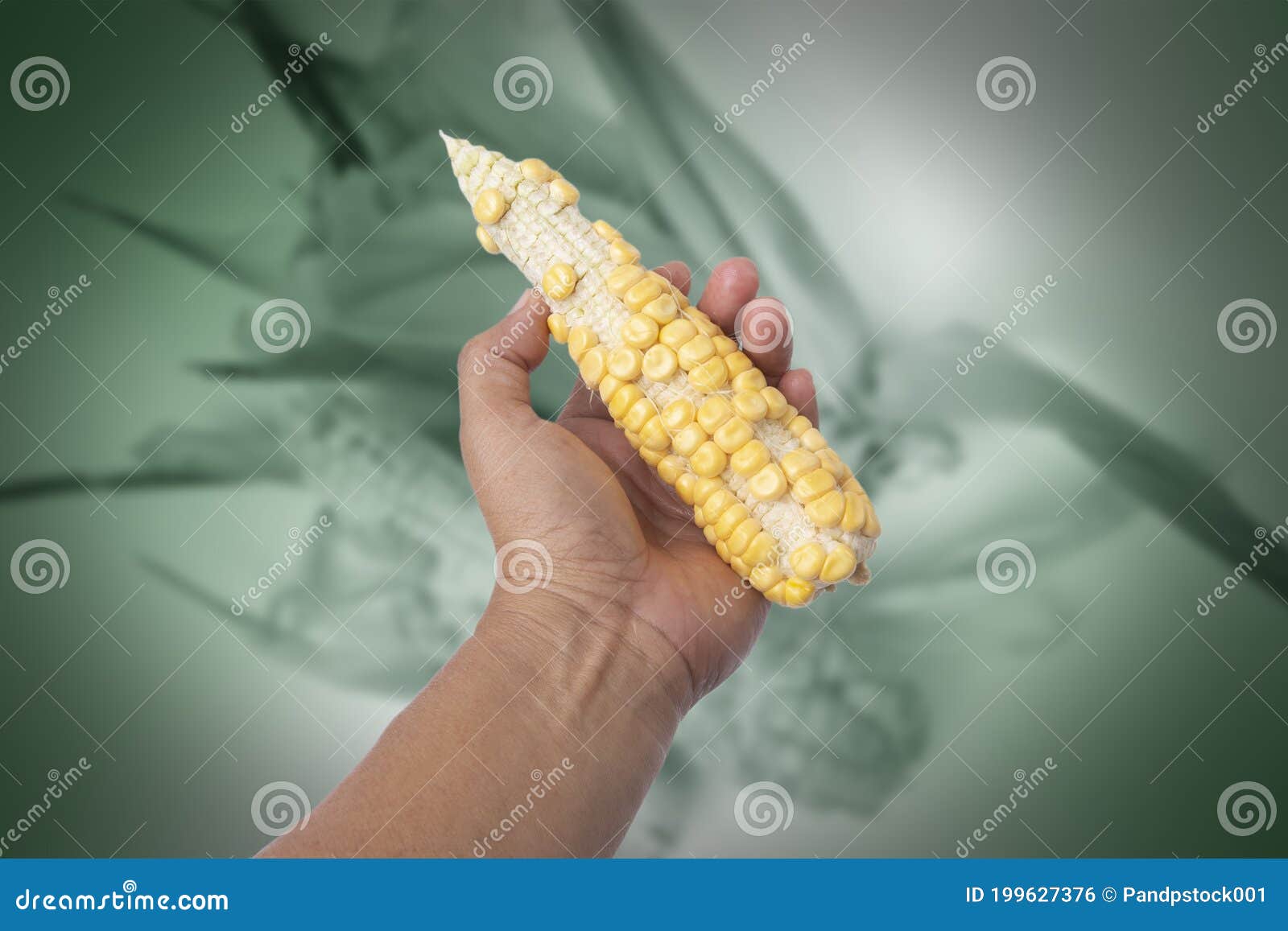 Corn in Hand Shows As Imperfect Agricultural Products Stock Photo ...