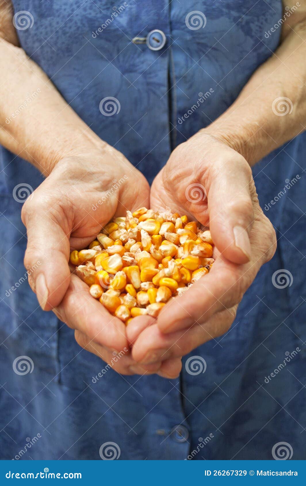 Corn in hands stock image. Image of gold, hand, golden - 26267329