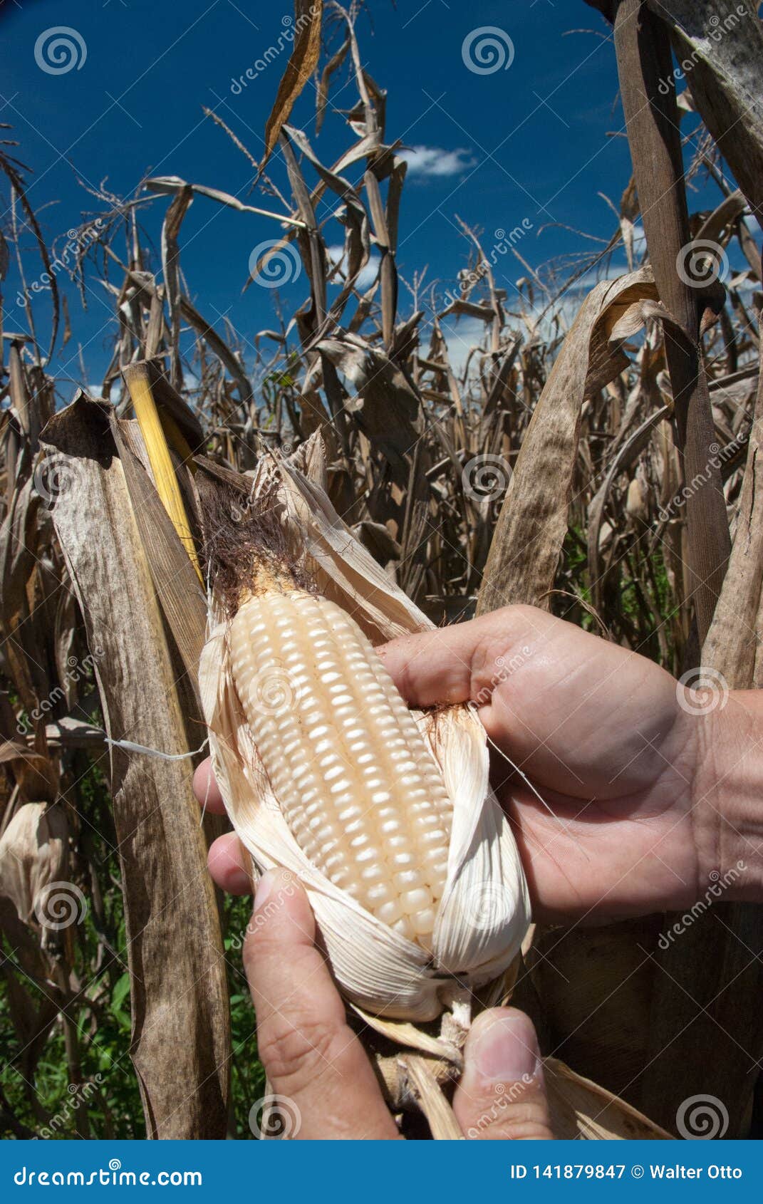 Corn in the Hands of a Farmer Stock Image - Image of agriculture, open ...
