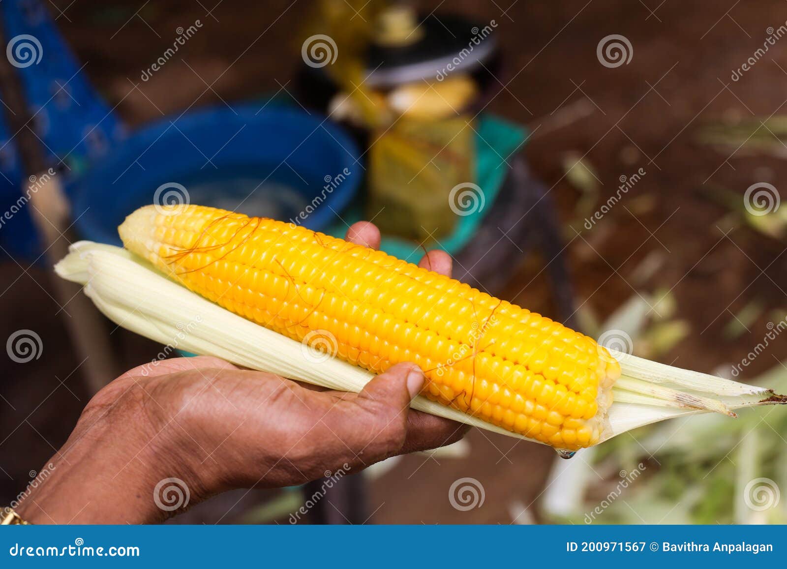 Corn in hands stock image. Image of display, leaf, farm - 200971567