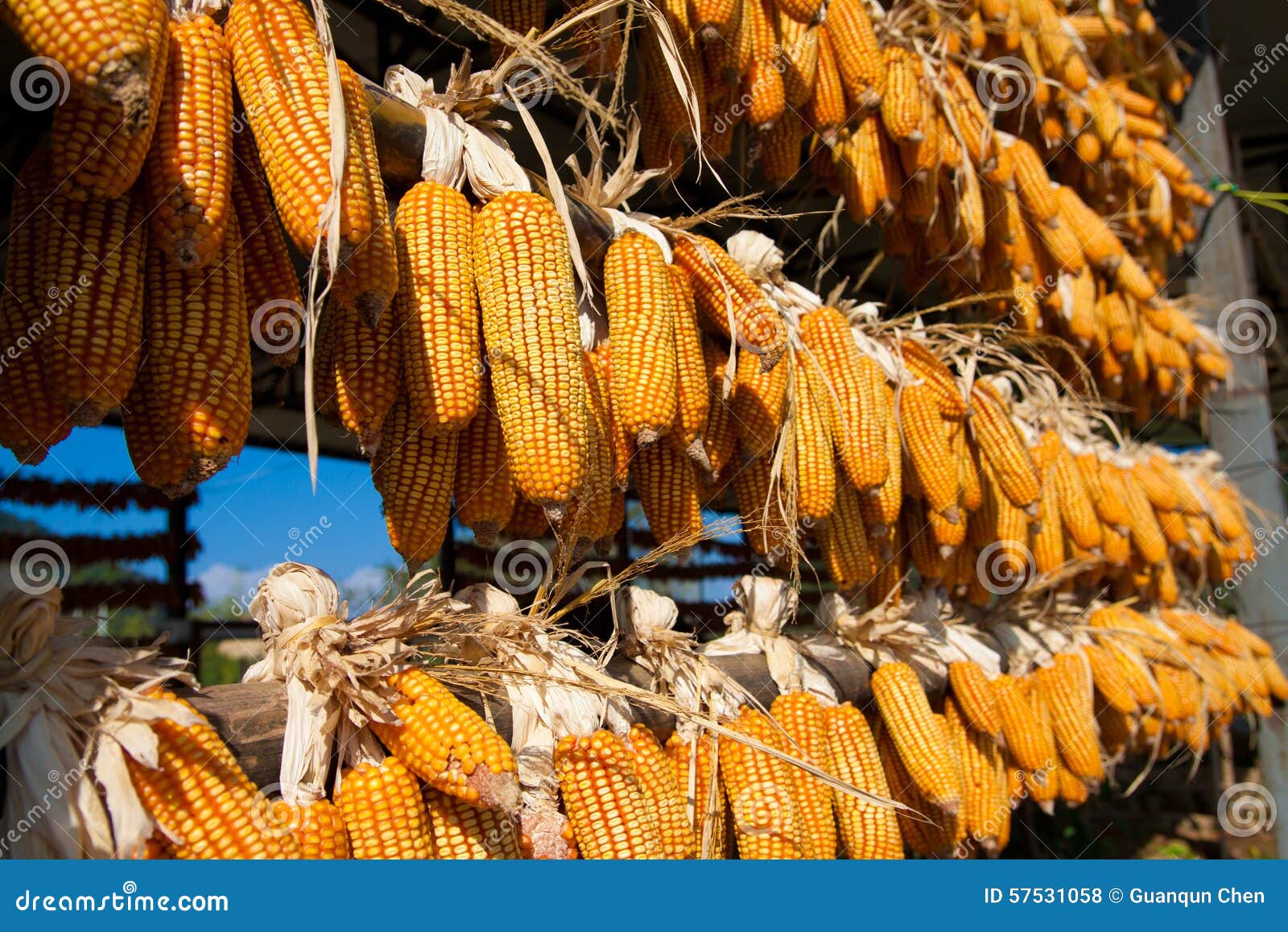 Corn hang up in a farm stock photo. Image of field, corn - 57531058