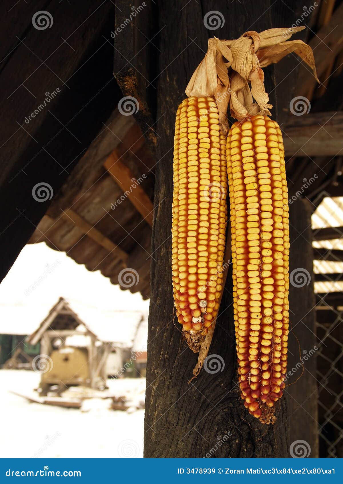 Corn hanging on the barn stock image. Image of food, kernel - 3478939