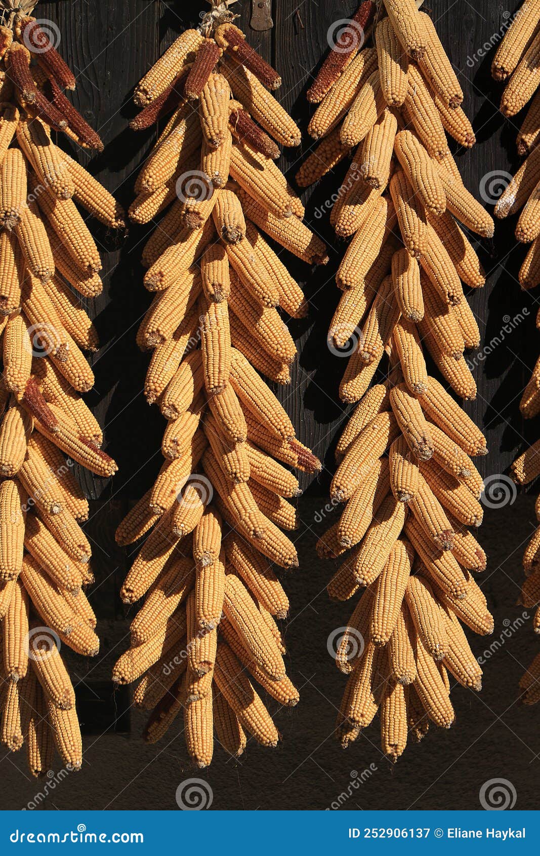 Hanging Corn stock image. Image of farm, countryside - 252906137