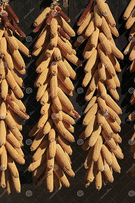 Hanging Corn stock image. Image of farm, countryside - 252906137