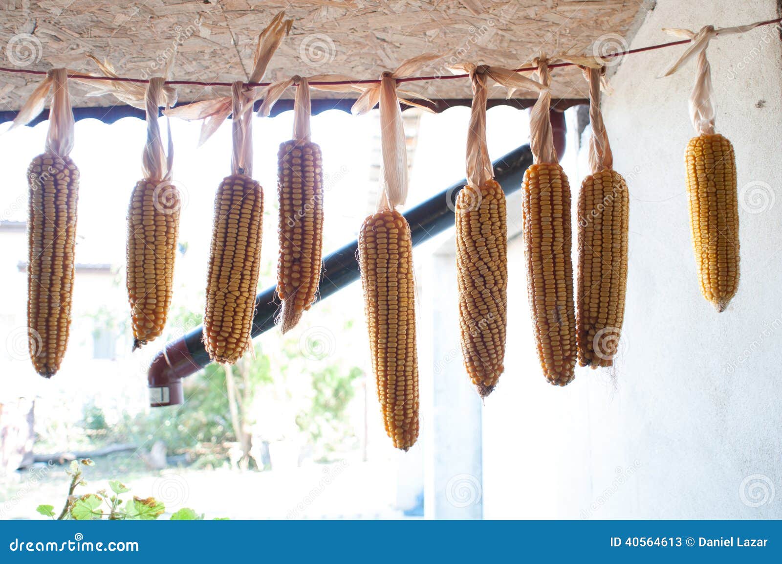 Corn hanging stock image. Image of dried, natural, hanging - 40564613