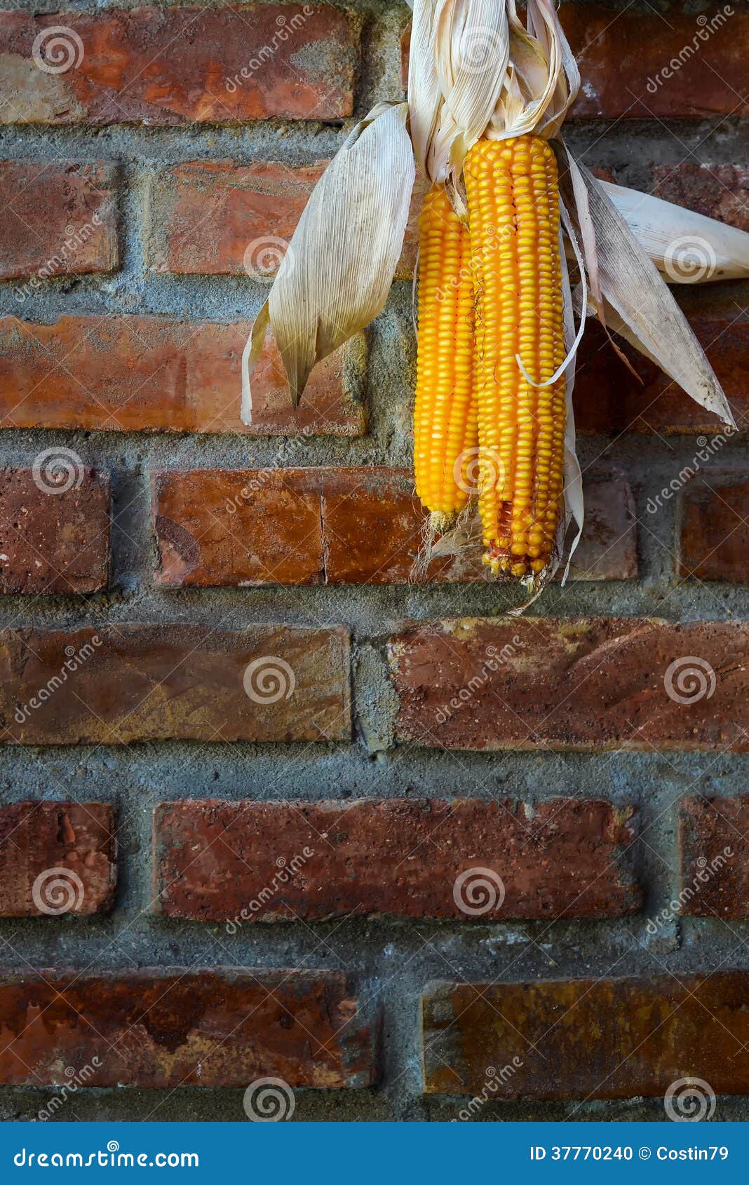 Corn hanging stock photo. Image of space, decorative - 37770240
