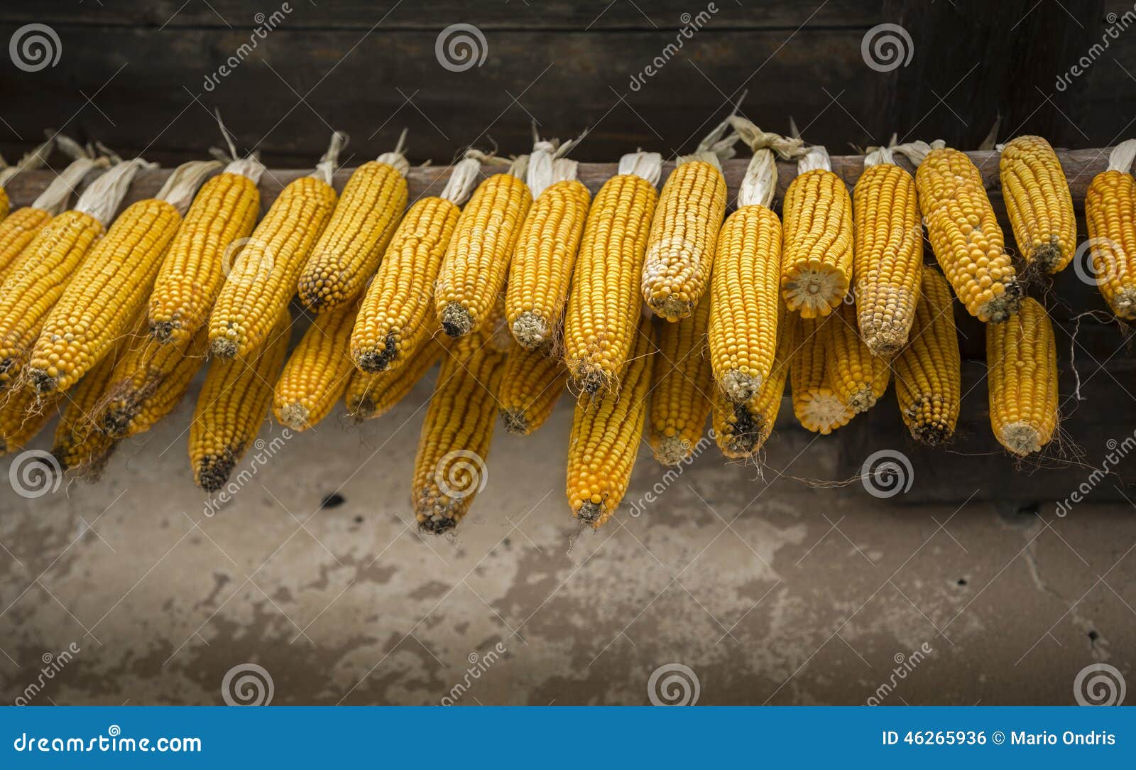 Corn hanging stock photo. Image of beams, group, eating - 46265936