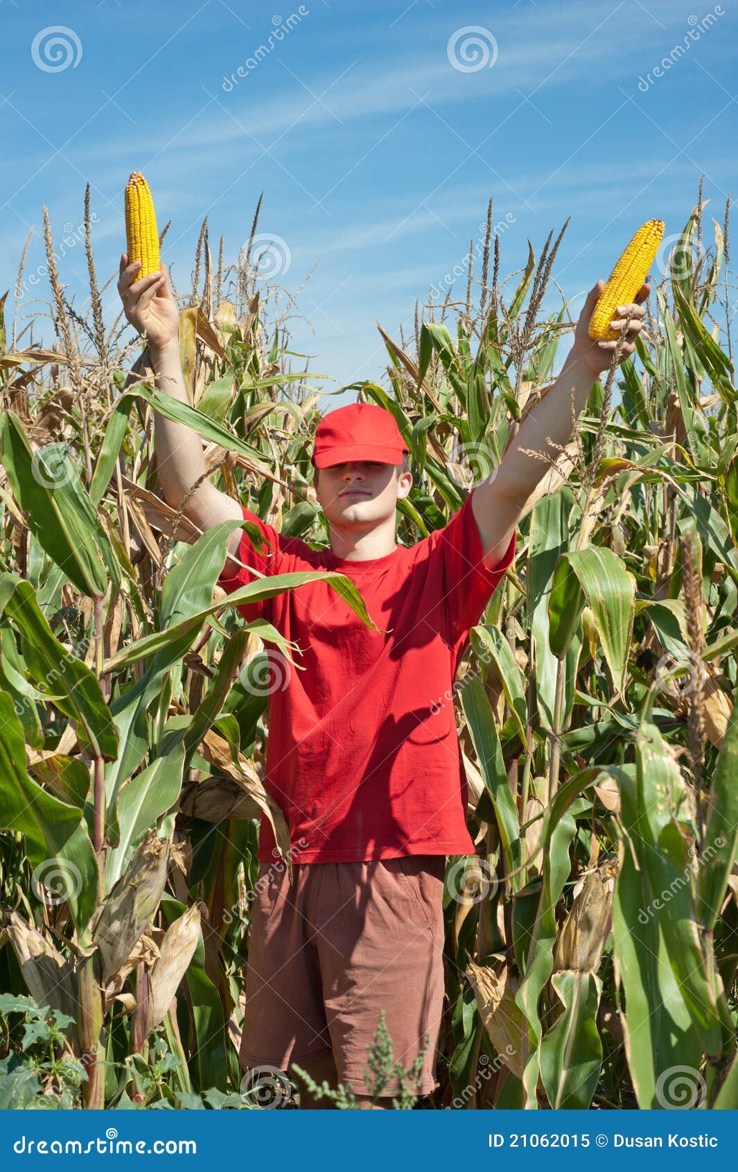 Corn Harvest stock image. Image of crop, corn, life, happy - 21062015