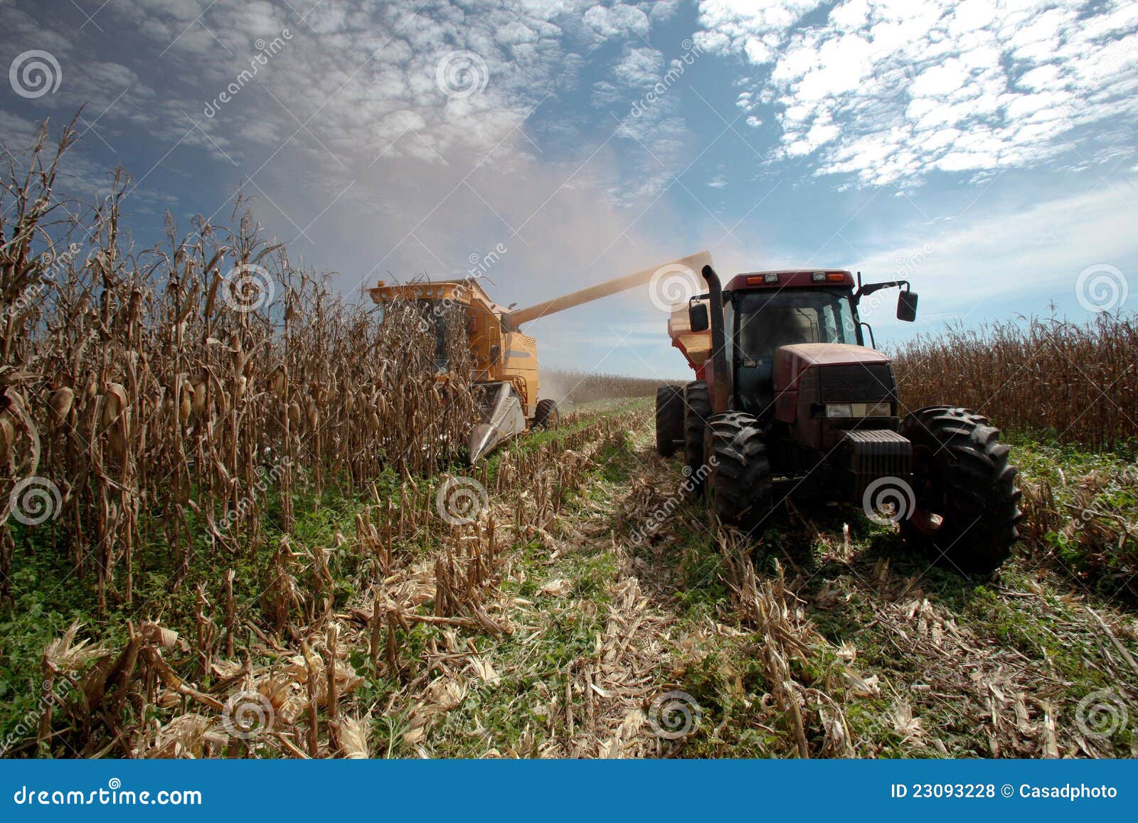 Corn Harvest, Corn Forage Harvester In Action, Harvest Truck With ...