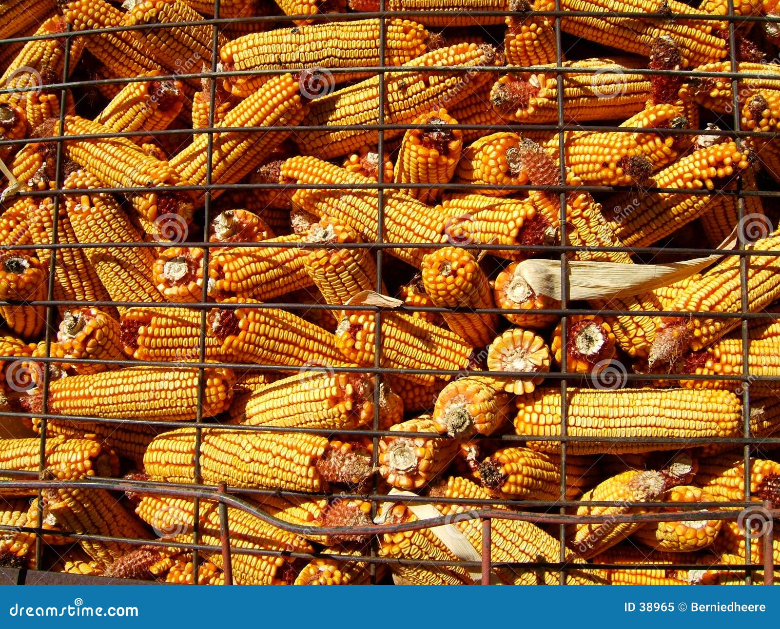 Corn Harvest stock image. Image of ready, cage, waiting - 38965