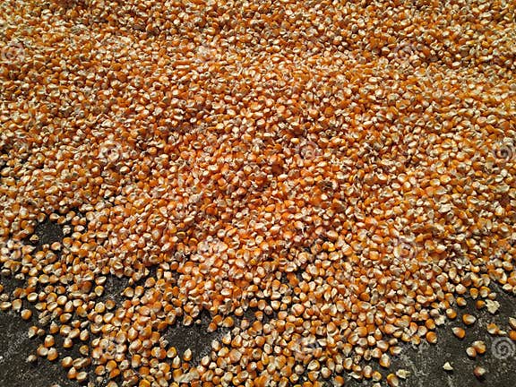 Corn Harvest 1 stock image. Image of agronomy, industry - 322299843