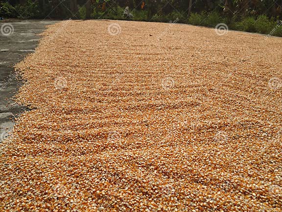 Corn Harvest 3 stock photo. Image of business, kernel - 322299934