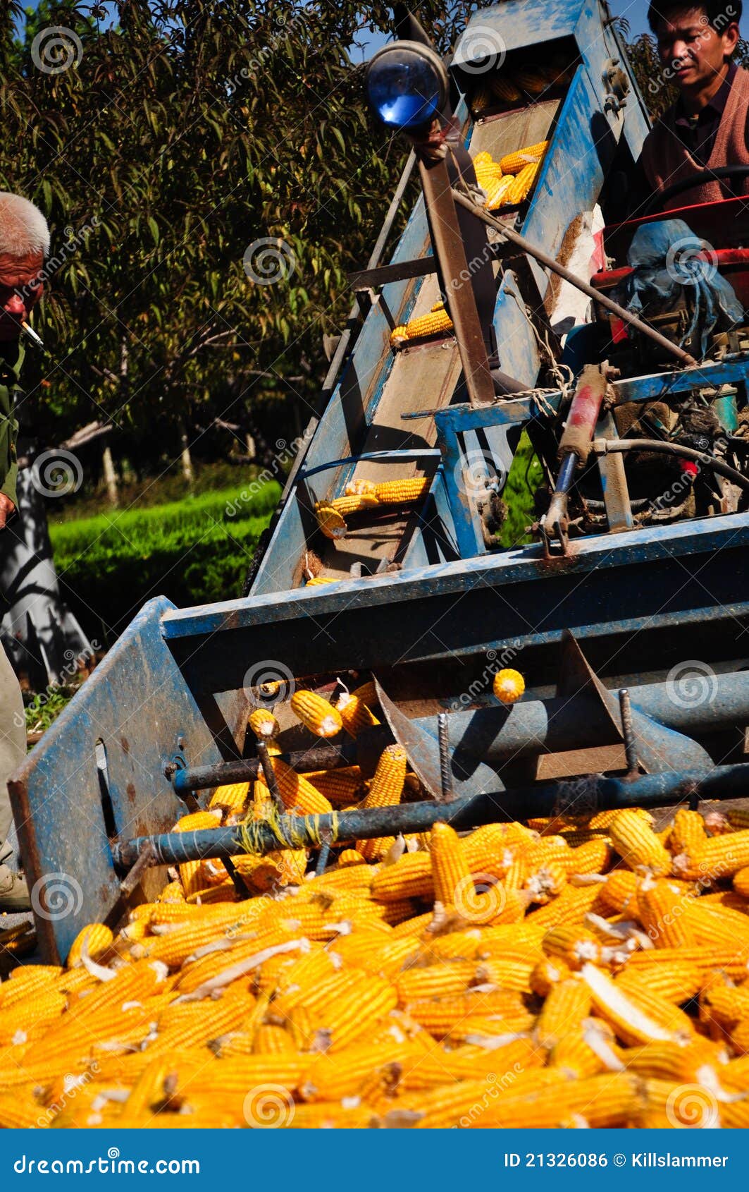 Corn harvest in China editorial photo. Image of season - 21326086