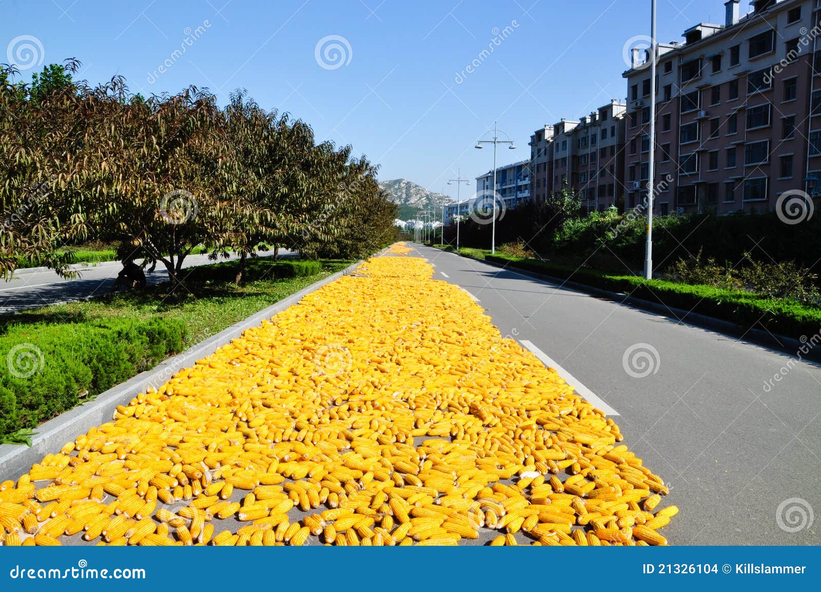 Corn harvest in China editorial stock image. Image of scene - 21326104