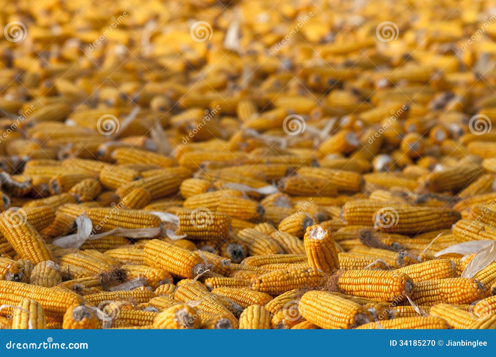 Corn stock photo. Image of healthy, harvesting, growth - 34185270