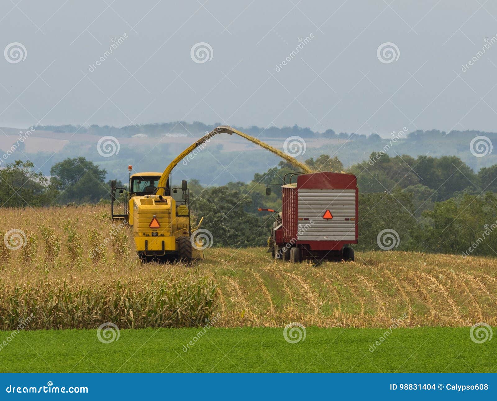 Corn harvest stock photo. Image of hillside, farming - 98831404