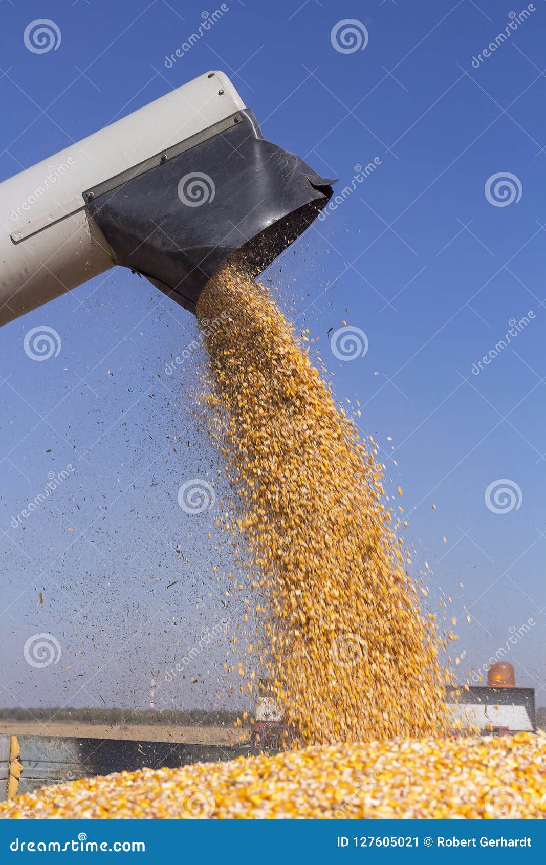 Combine Harvester Unloading Corn Grains Stock Image - Image of business ...